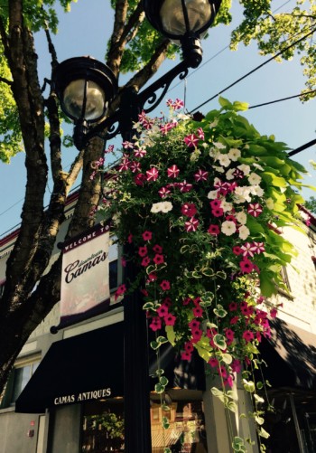 Support the Downtown Camas Flower Baskets! • Downtown Camas | Shops ...